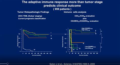 Shaping Of Anti Tumor Immunity In The Tumor Microenvironment Immunopaedia