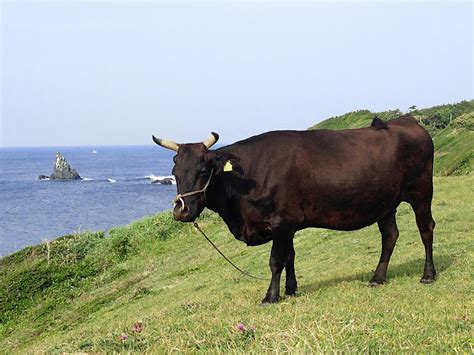 壱岐島（壱岐市）の概要 壱岐砂浜図鑑｜海水浴場・ビーチ全集！（長崎県壱岐島）