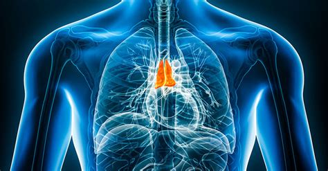 New Study Reveals Unexpected Importance Of The Thymus In Adults