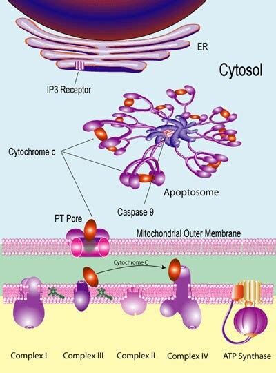 Cytochrome C In Molecular Evolution