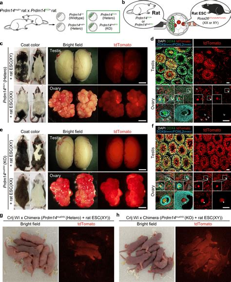 Blastocyst Complementation In The Germline Using Prdm14 Ko Rat