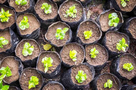 Essentials For Tree Seed Propagation