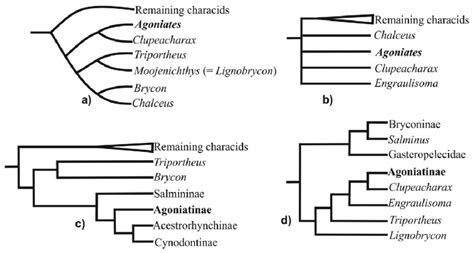 a dendrogram modified from géry 1963 b resumed hypothesis of