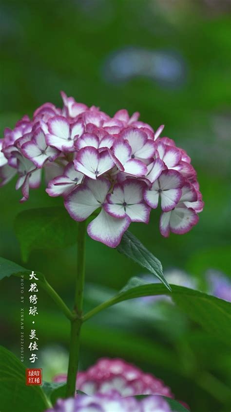 大自然 实拍植被02（花，多肉）