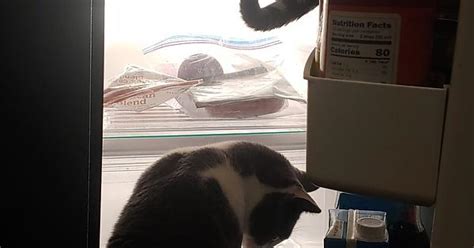 Huskys Arent The Only Ones Who Like The Cold Album On Imgur