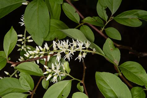 Itea Virginica Virginia Willow