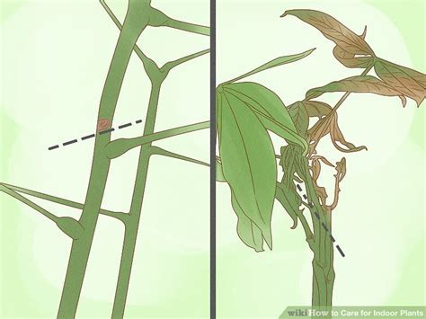 How To Care For Indoor Plants 15 Steps With Pictures Wikihow