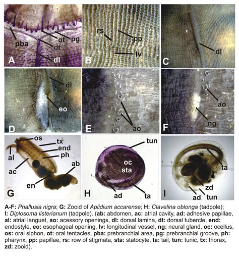 Glossary Of Tunicate Terminology Training In Tropical Taxonomy