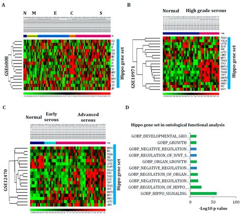Cancers Free Full Text Amplification Of Hippo Signaling Pathway