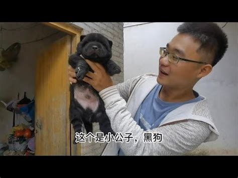 小陈担心之前看中的小狗被拿走发完狗再次到农户家终于定下来 YouTube