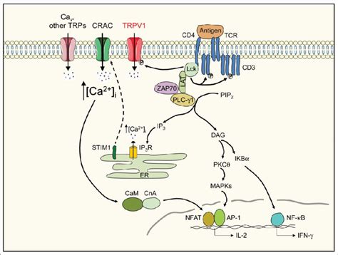 Proposed Model For The Regulation Of Tcr Induced Ca 2c Influx And