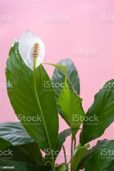 부드러운 분홍색 배경에 Spathiphyllum 흰색 꽃과 녹색 잎 클로즈업 흰색 배경 클로즈업 복사 공간 텍스트 공간 흰색