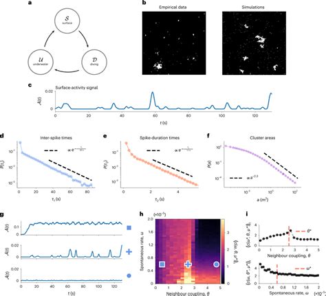Computational Model Of Surface Activity A We Categorized The Behaviour Download Scientific
