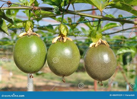 Passion Fruit On The Vine Stock Image Image Of Organic 48699329