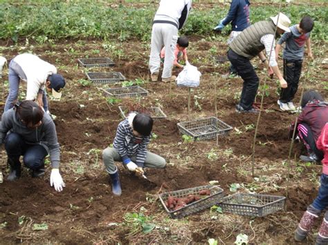 「親子でサツマイモ掘り体験」の参加募集について まちベジ コラム まちだけ。