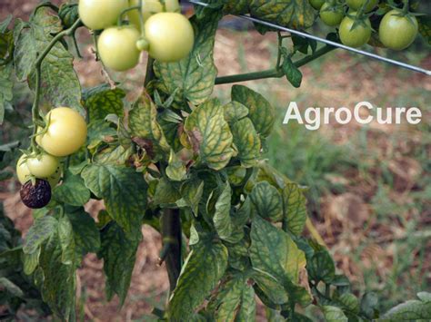 Magnesium Deficiency On Tomato Agrocure