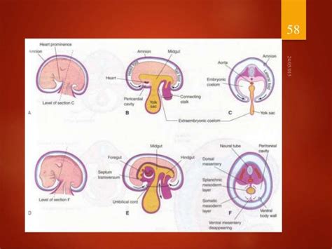 Management Of Abdominal Wall Defects
