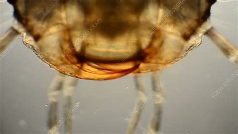 Water Beetle Larva Jaws Light Microscopy Footage Stock Video Clip