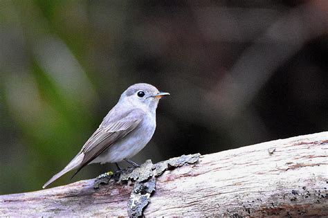 2017 初夏の野鳥に魅せられて Ⅱ夏編 野鳥の森