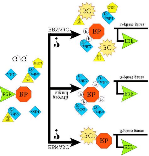 Potential Targets Of Ebna3c At The G 1 S Transition Upon Growth