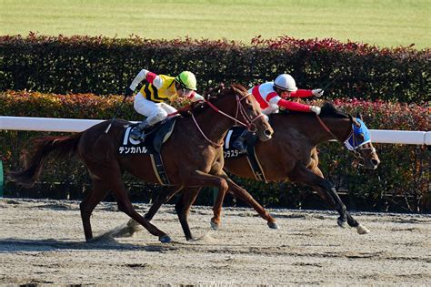 スポニチ写真映像部📷 On Twitter 東京競馬 ゾックゾクするコンビ。撮影・河野 光希 ダノンラスター J・モレイラ 堀