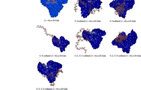 Molecular Docking Of Hsa With 1 6 A D Galc And Its Sulfated