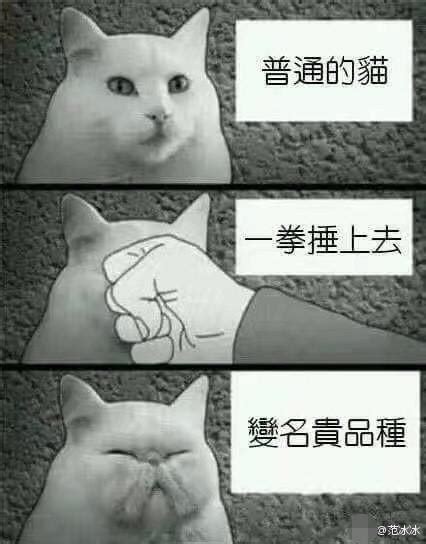 范冰冰又卖萌晒自己家的名贵品种不是李晨