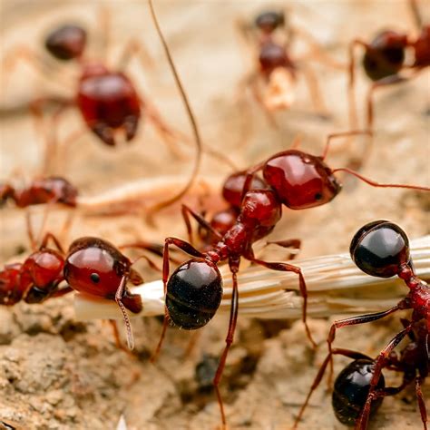 What Do Fire Ants Do To Humans At Sean Swick Blog