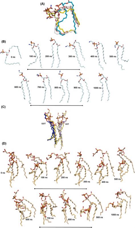 Coordinated Subdomain Movements Of Mlac Regulate Ligand Binding And Transport Computational