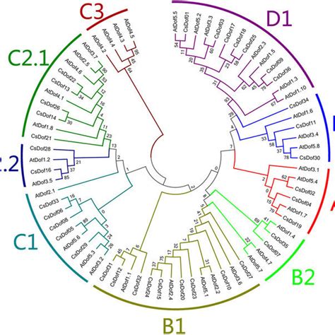 Pdf Identification And Characterisation Of Dof Transcription Factors In The Cucumber Genome