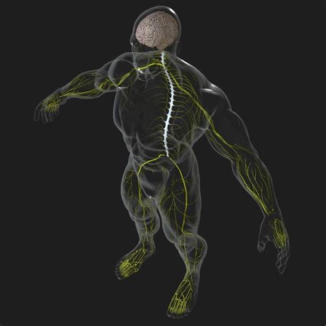 Full Body African American Anatomy Combo 3d Model By Dcbittorf