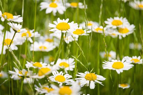 Spring Blooming Daisy Flowers PICVALE