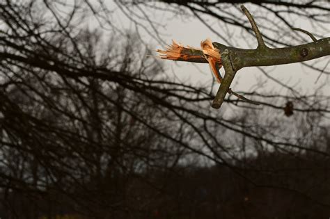 Rjspix Broken Branch