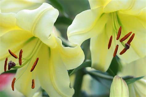 흐림 배경이 있는 노란색 릴리움 꽃에 선택적 초점 여름 정원에서 자라는 백합의 아름 다운 꽃입니다 노란 백합 꽃을 닫습니다 헤메로 칼리스 레몬 릴리 노란 옥잠화 0명에 대한