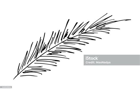 검은 윤곽선으로 손으로 간단한 벡터 그리기 소나무 가지 새해 크리스마스 디자인 침엽수 장식품 잉크 스케치 종려나무 잎에 대한 스톡 벡터 아트 및 기타 이미지 Istock