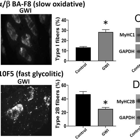 1 Modified Osserman And Genkins Classification Of Mg Download Table
