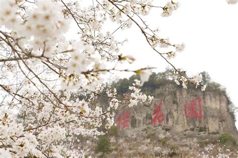 云伴山依 花样磐安 2023磐安樱花园赏花季系列活动启幕