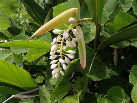 月桃の花 南方熊楠記念館