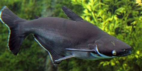 Freshwater Shark