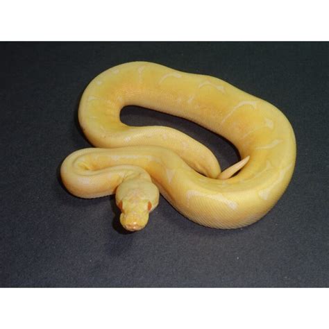 Clown Ball Python Hatchling Strictly Reptiles Inc