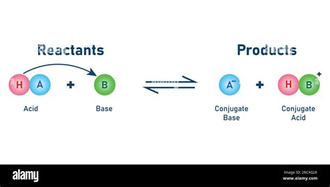 Bronsted Lowry Acid Base Theory Scientific Vector Illustration