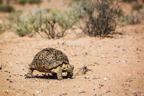 Basic Care Leopard Tortoise Arizona Exotics Tortoises And Turtles