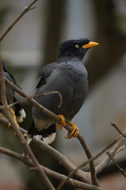 Premium Photo Black Bird