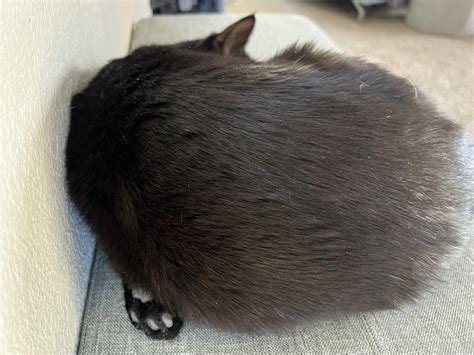 Sneaky Sleepy Beans R Jellybeantoes