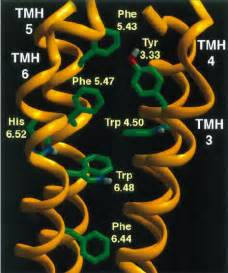 Inter Helical Network Of Hydrogen Bonded Residues In The μ Opioid