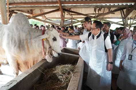 Sapi Peternak Solokuro Seberat 1 Ton Ini Dipesan Presiden Jokowi