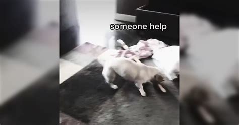 Animals 🐀 🐁 🐂 🐃 🐄 🐅 🐆 🐇 🐈 🐑 🐐 🐏 🐎 🐍 🐌 🐋 🐊 🐉 🐒 🐓 🐔 🐕 🐖 🐗 🐘 🐙 🐚