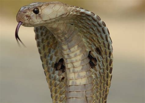One Step Closer To Indian Cobra Antivenom • Healthcare In