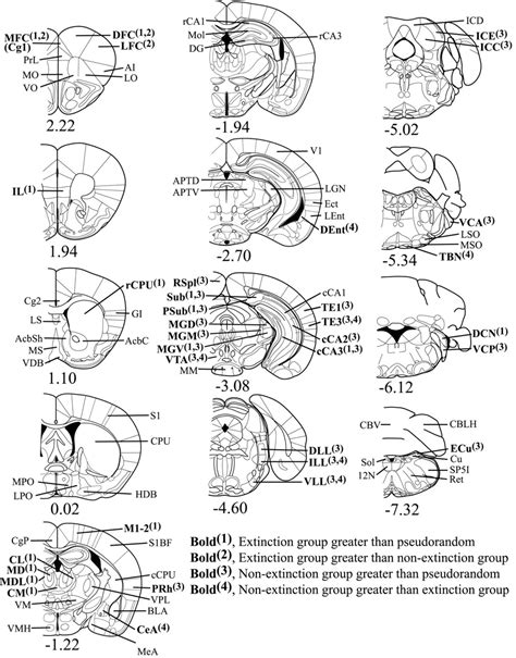 Shematic Of Mouse Brain Coronal Section