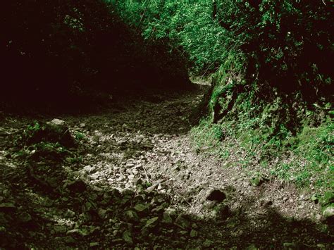 2048x1365 Nature Forest Road Wallpaper Coolwallpapersme